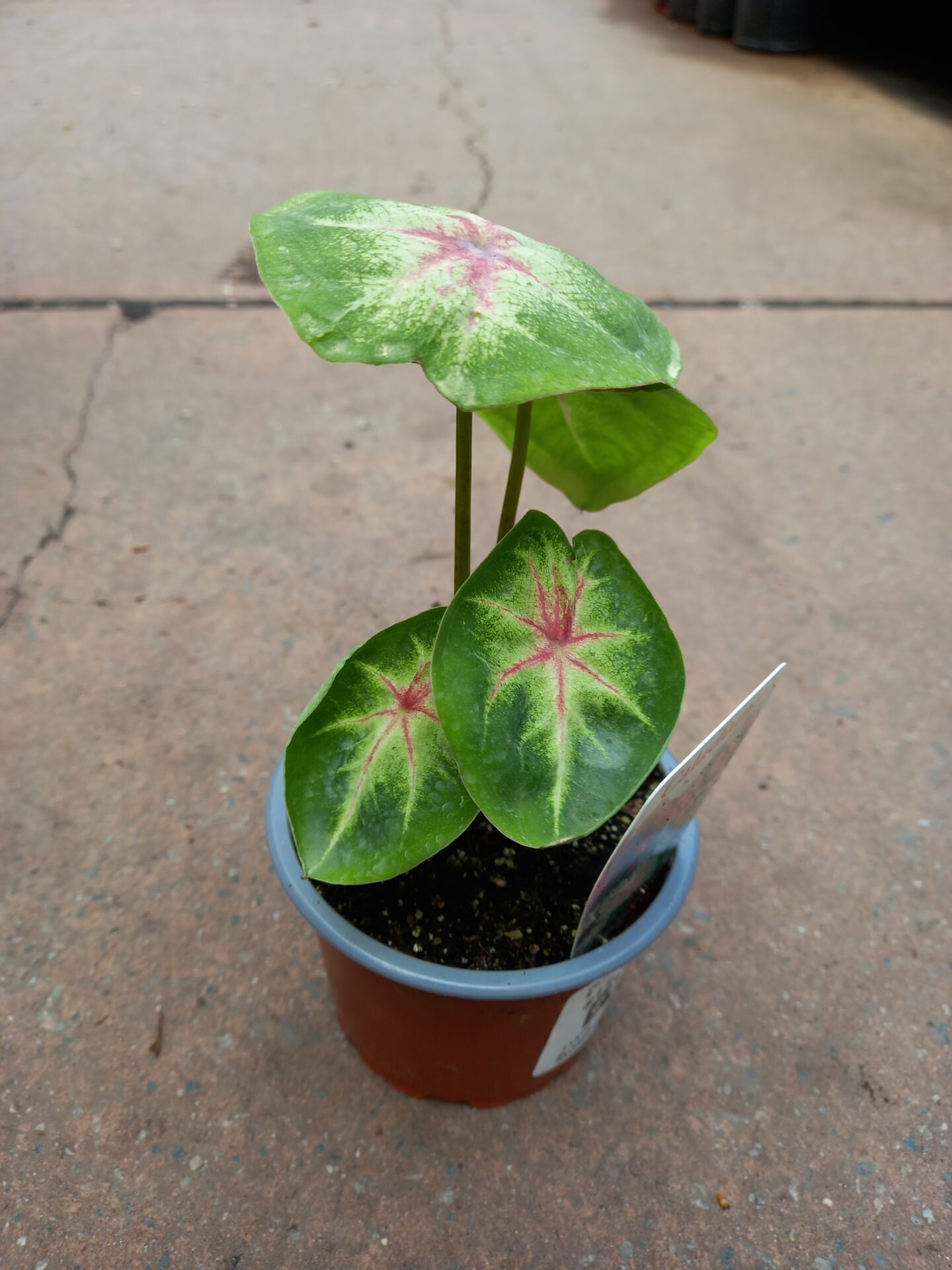 Caladium - Assorted - Guildford Garden Centre
