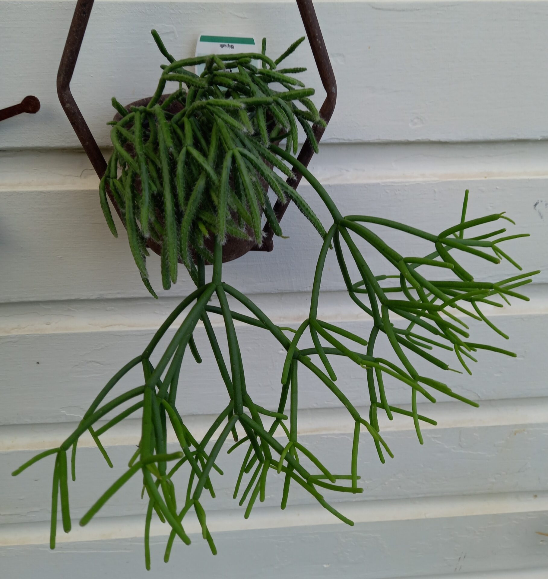 Rhipsalis - Assorted - Guildford Garden Centre