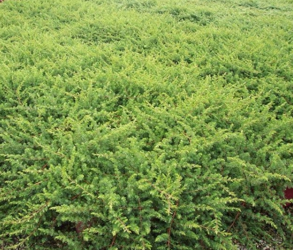 Japanese Shore Juniper - Guildford Garden Centre