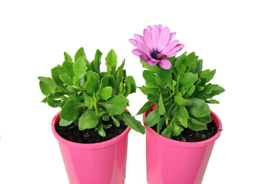 Osteospermum - Daisy Chain Pink - Guildford Garden Centre