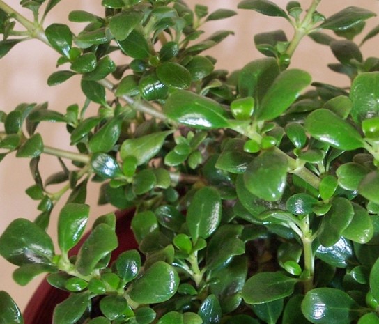 Coprosma - Middlemore - Guildford Garden Centre