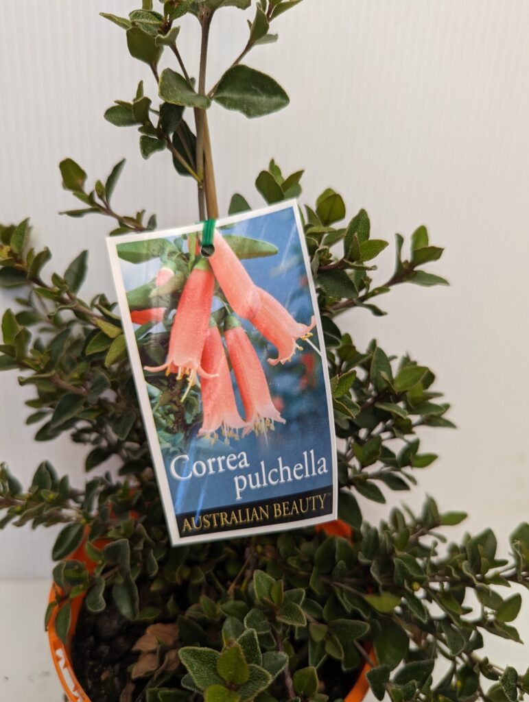 Correa pulchella - Orange - Guildford Garden Centre