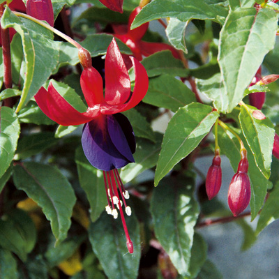 Fuchsia - Shadow Dancer Nora - Guildford Garden Centre