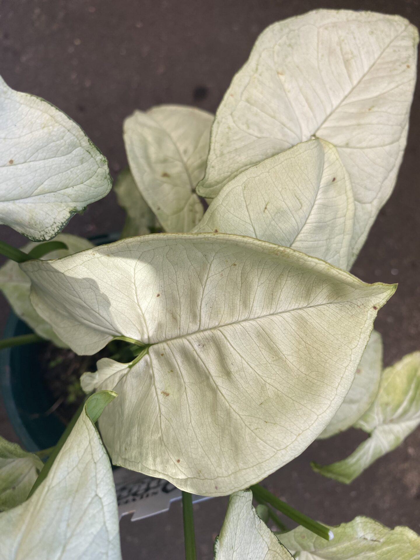 Syngonium - Silver Knight - Guildford Garden Centre