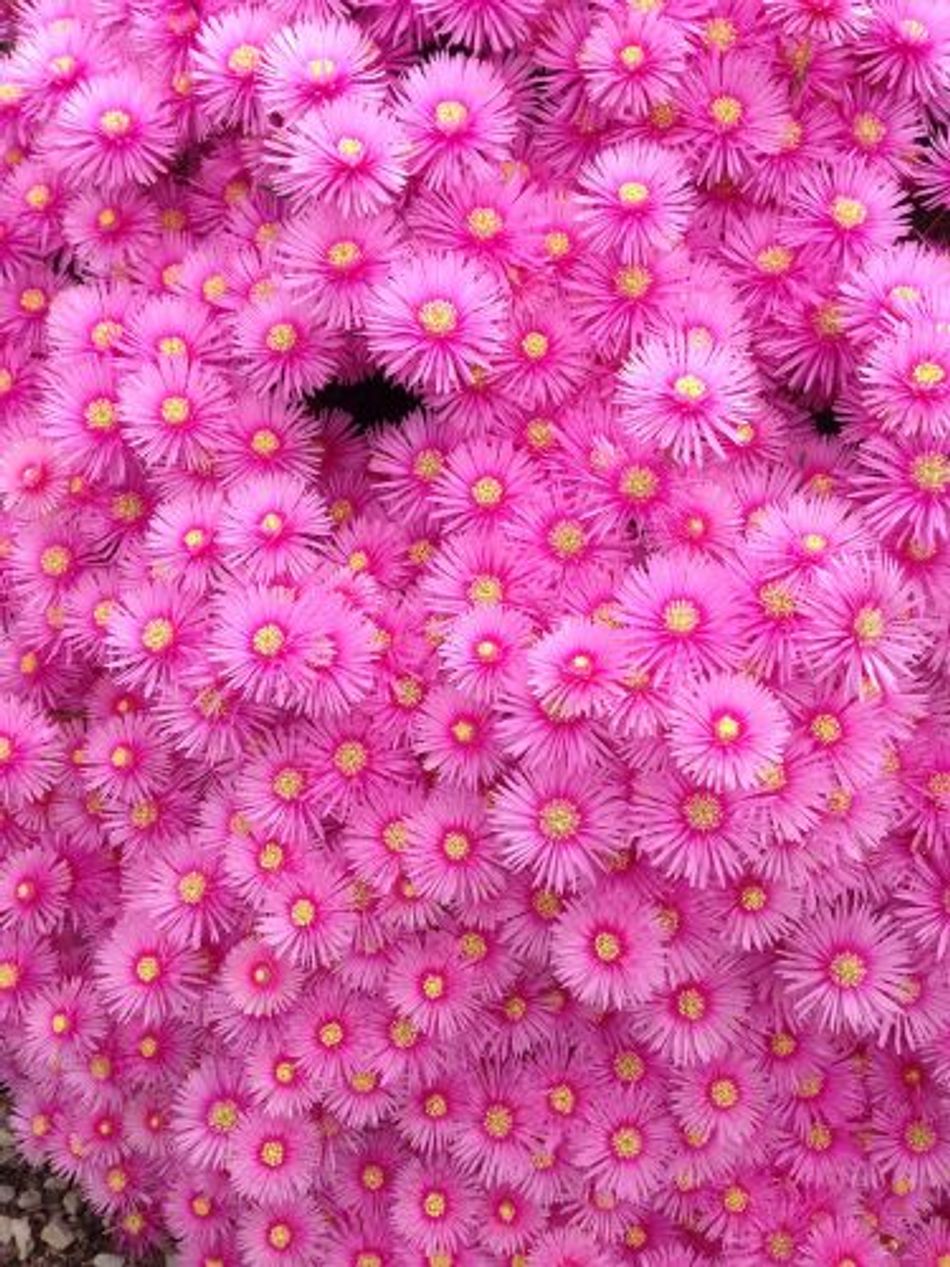 Lampranthus - Pink Explosion - Guildford Garden Centre