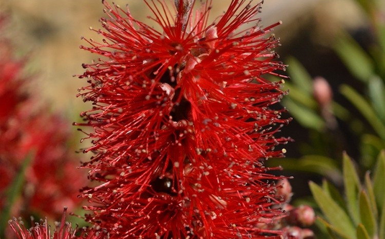 Bottlebrush - Captain Cook - Guildford Garden Centre