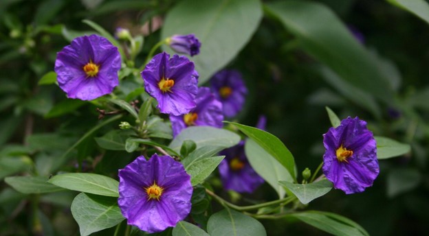 Lycianthes - Paraguay Nightshade - Royal Robe - Guildford Garden Centre