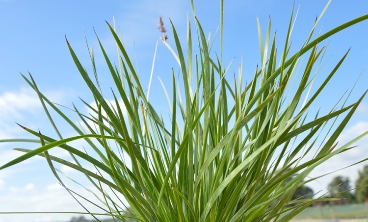 Lepidosperma - Pithy Sword Sedge - Guildford Garden Centre