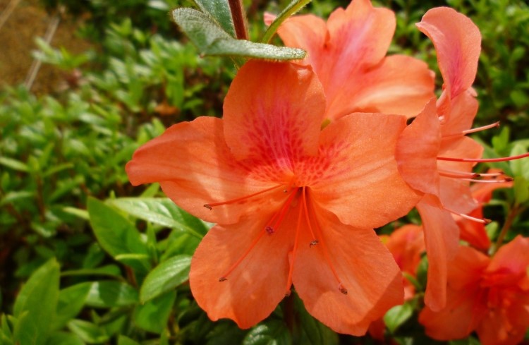 Azalea - Encore Autumn Monarch - Guildford Garden Centre