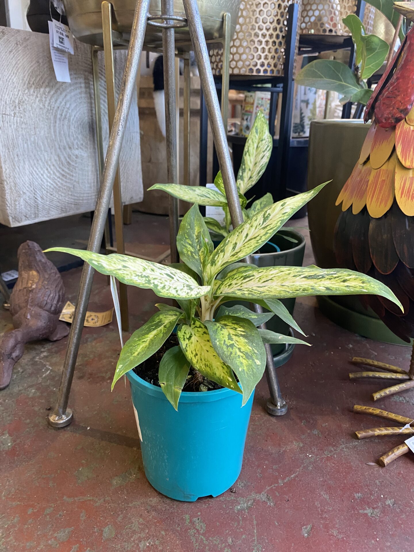 Dieffenbachia - Starbright - Guildford Garden Centre