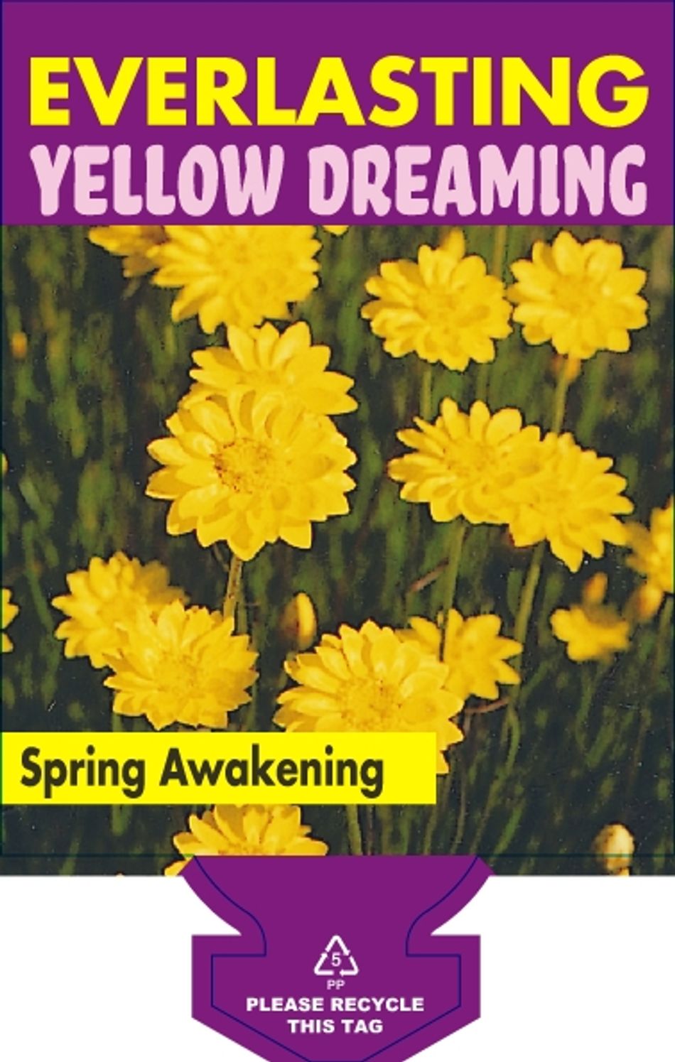 Everlasting Daisy - Yellow Dreaming - Guildford Garden Centre