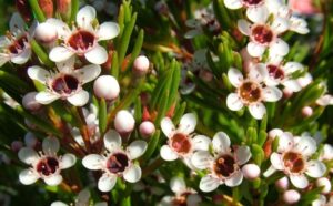 Walpole Wax - Guildford Garden Centre