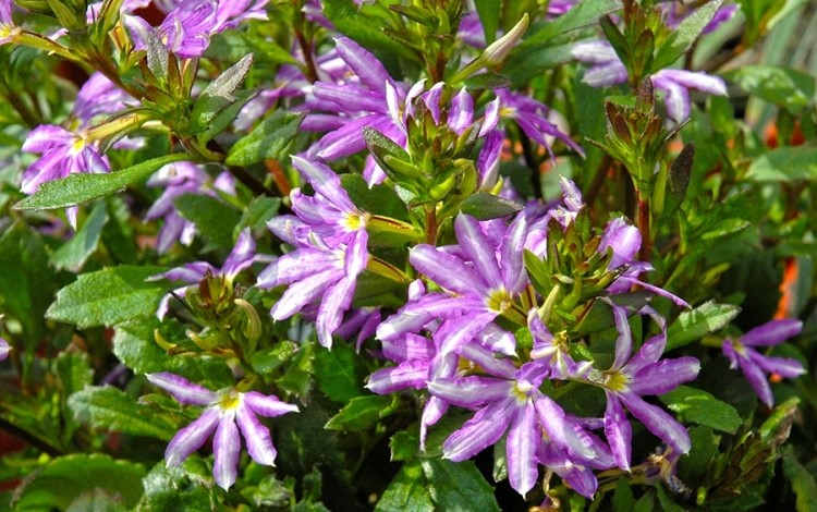 Scaevola - Sparkle - Guildford Garden Centre