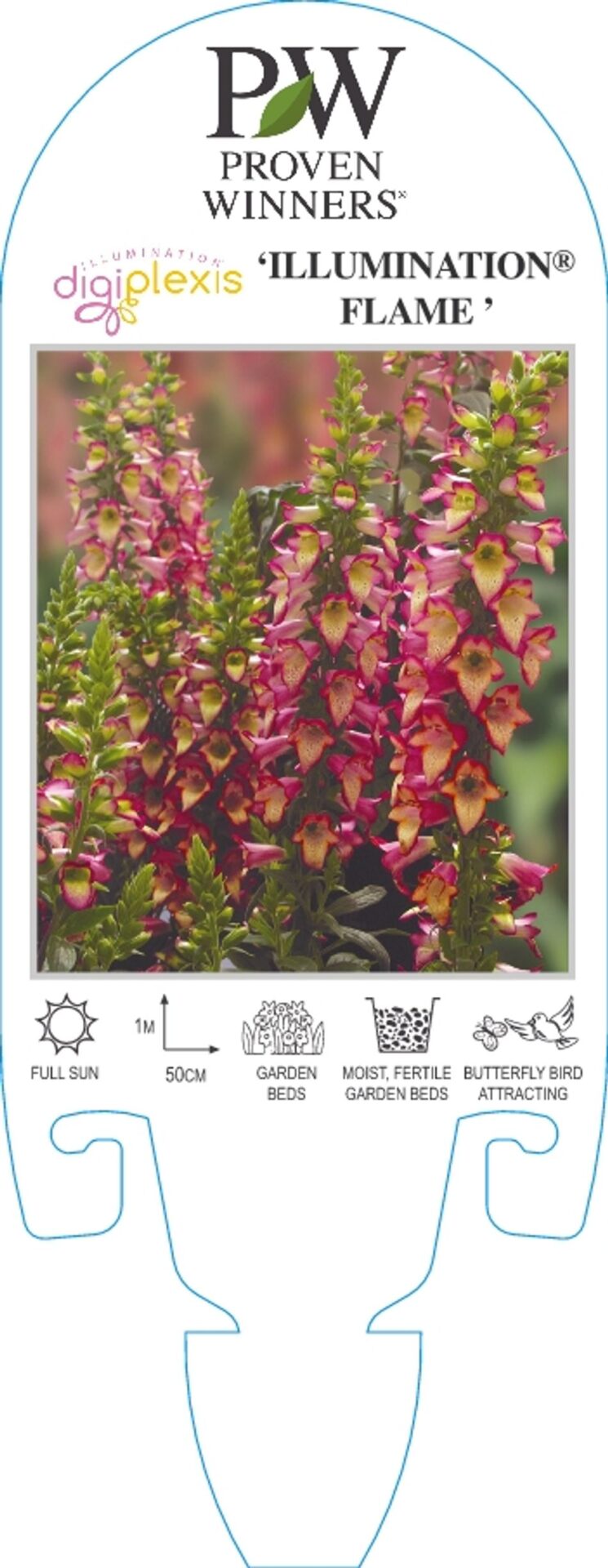 Digiplexis - Illumination Flame - Guildford Garden Centre