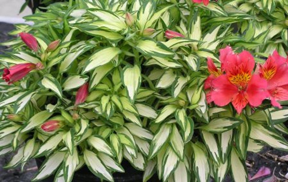 Alstroemeria - Little Miss Zoe - Guildford Garden Centre