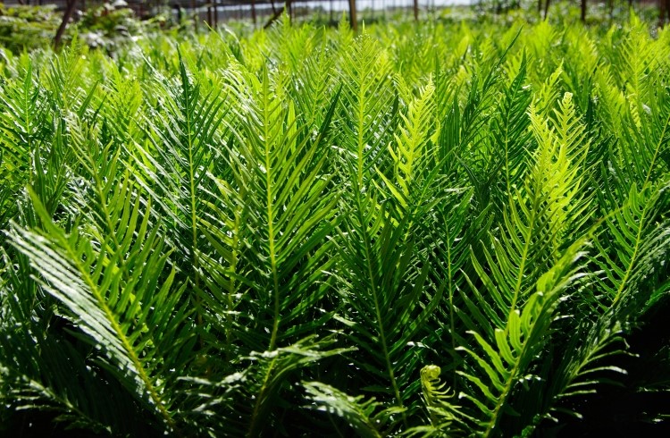 Fern - Blechnum Silver Lady - Guildford Garden Centre