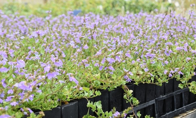 Scaevola aemula - Purple - Guildford Garden Centre
