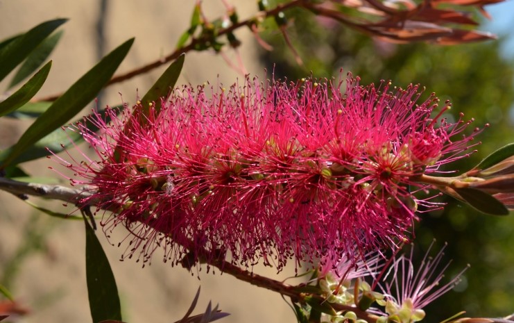 Bottlebrush - Perth Pink - Guildford Garden Centre