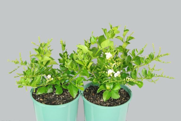 Duranta erecta - Alba - Guildford Garden Centre