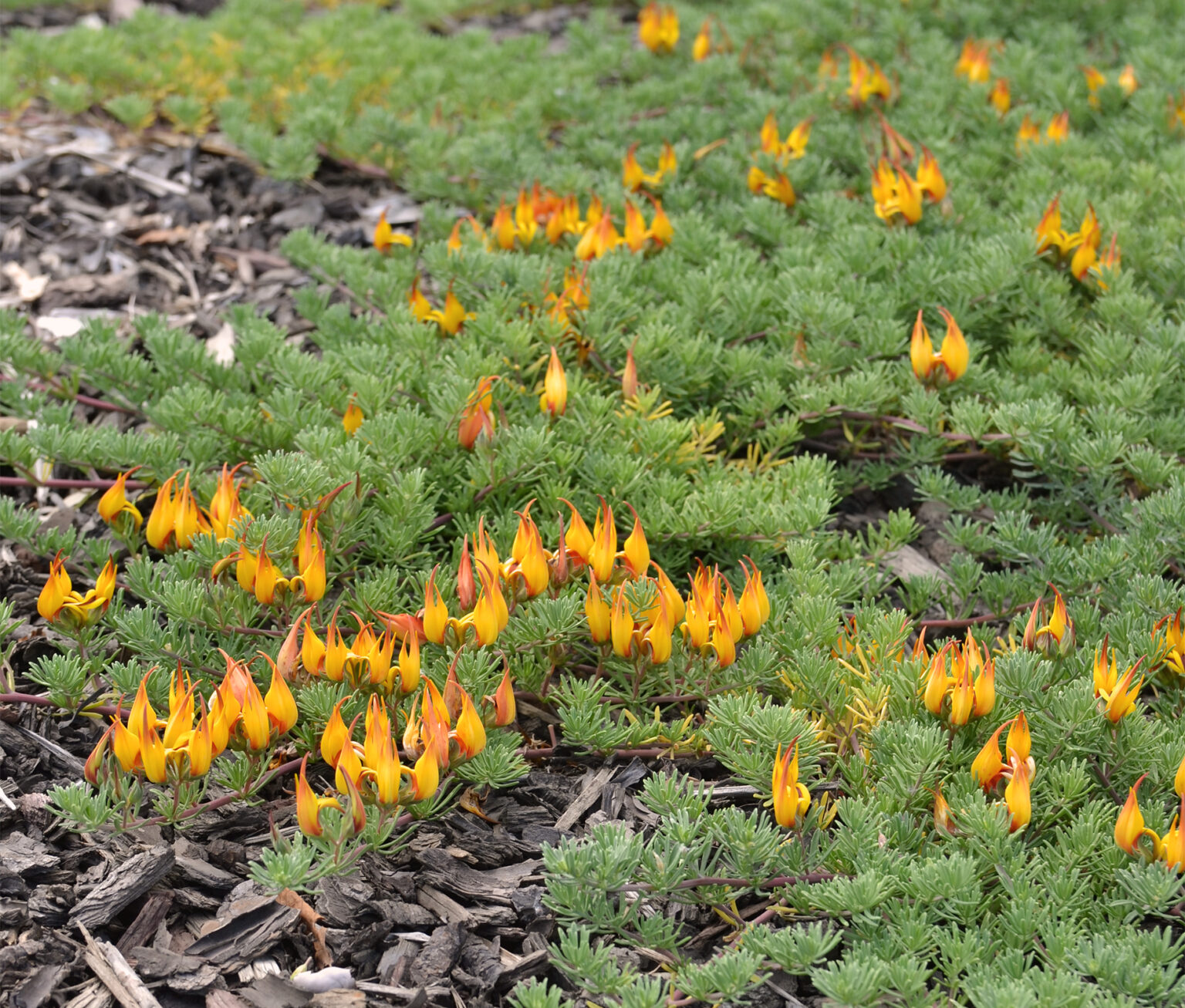 Lotus - Gold Flash - Guildford Garden Centre