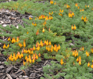 Lotus - Gold Flash - Guildford Garden Centre