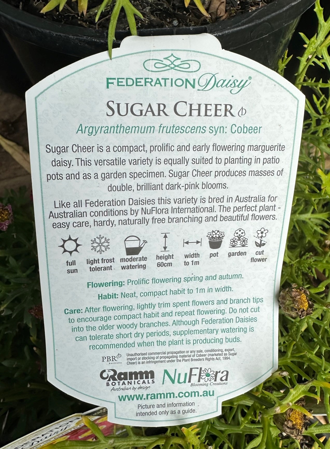 Argyranthemum - Sugar Cheer - Guildford Garden Centre