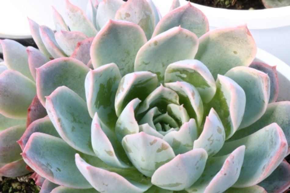 Echeveria - Violet Queen - Guildford Garden Centre