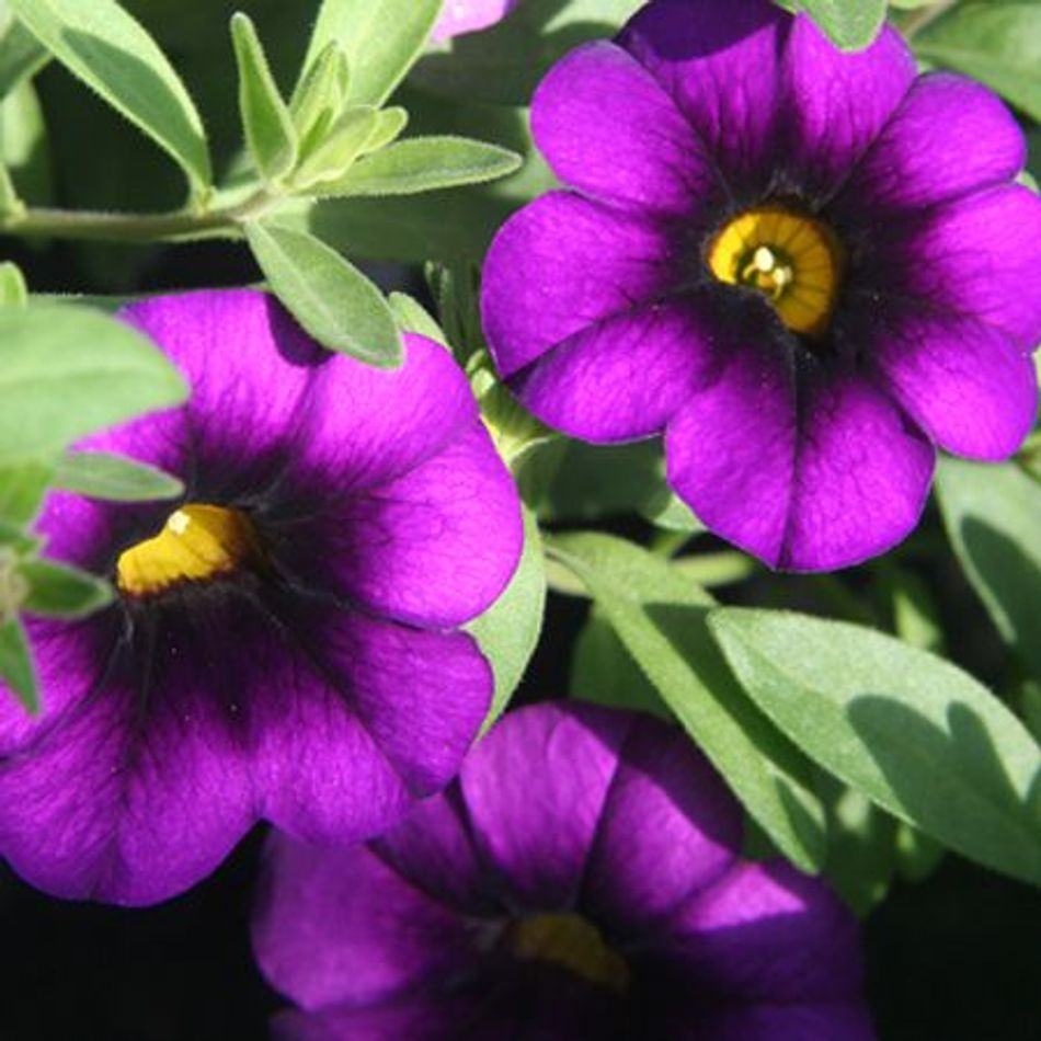 Calibrachoa - Superbells Grape Punch - Guildford Garden Centre