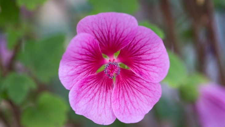 Anisodontea - Mirembe - Guildford Garden Centre