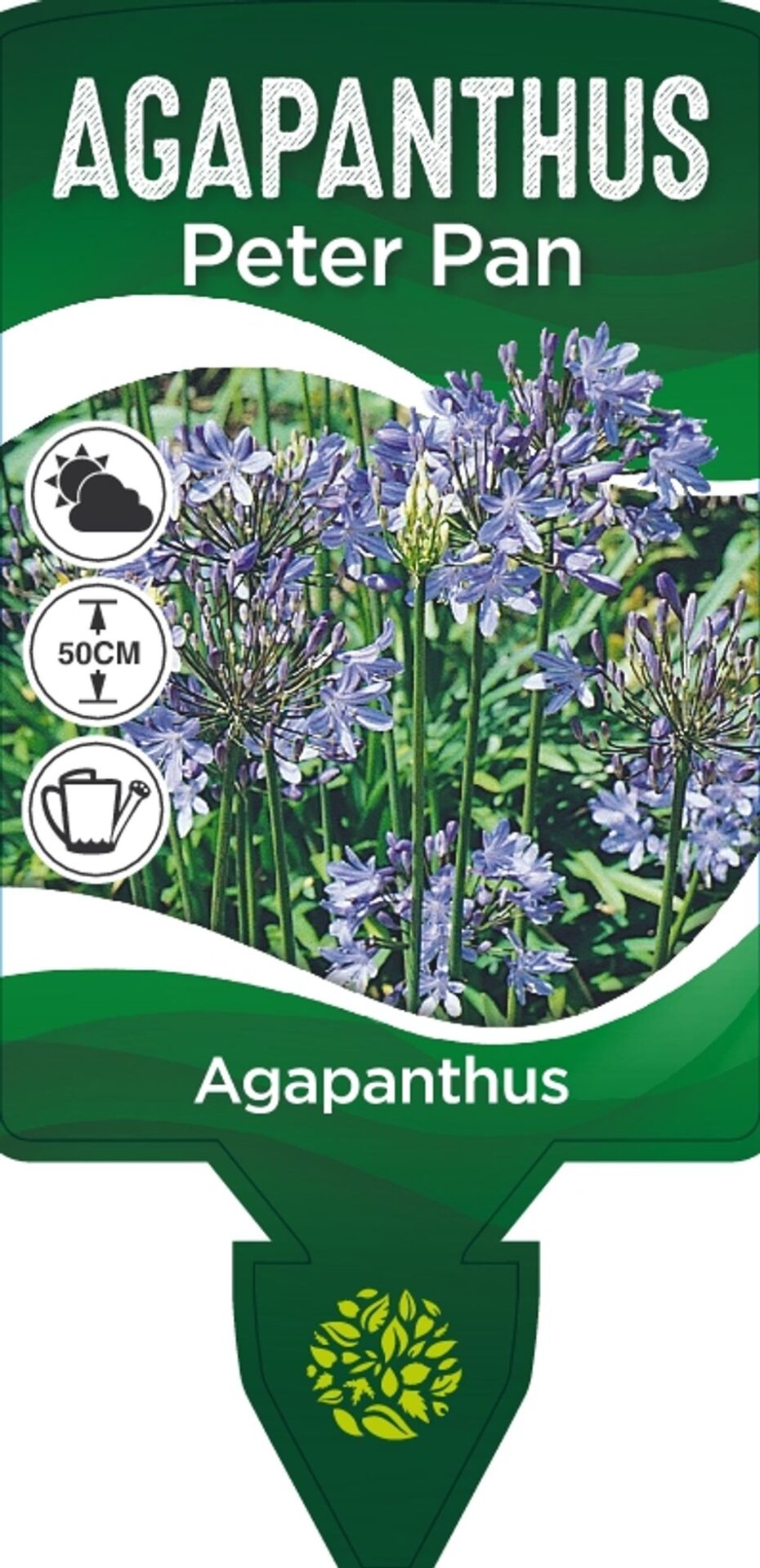 Agapanthus - Peter Pan - Guildford Garden Centre