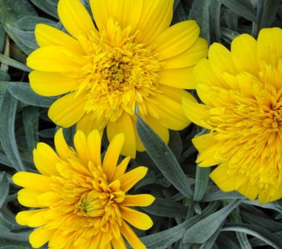 Gazania - Sunhara - Guildford Garden Centre