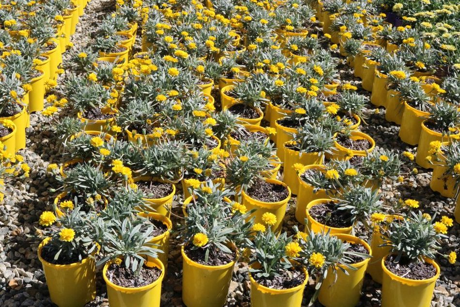 Gazania - Sunhara - Guildford Garden Centre