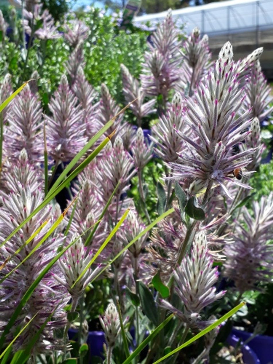 Ptilotus - Mulla Mulla - Phoenix - Guildford Garden Centre