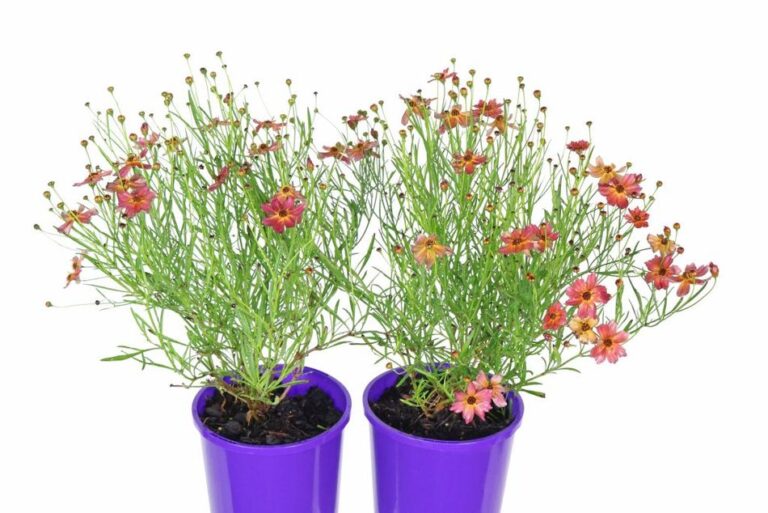 Coreopsis - Rum Punch - Guildford Garden Centre