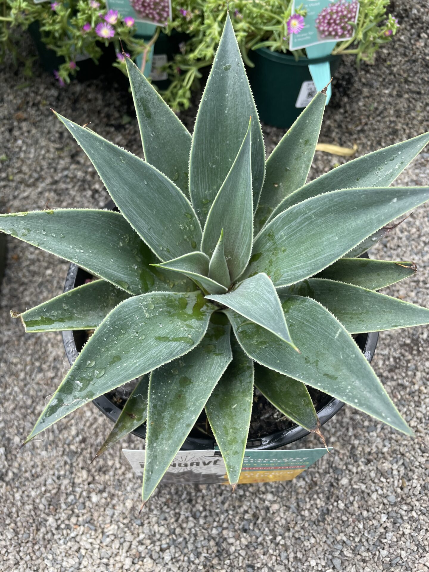 Mangave - Lavender Lady - Guildford Garden Centre