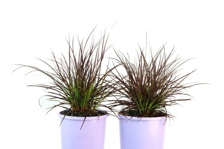 Pennisetum - Ruby Magic - Fountain Grass - Guildford Garden Centre