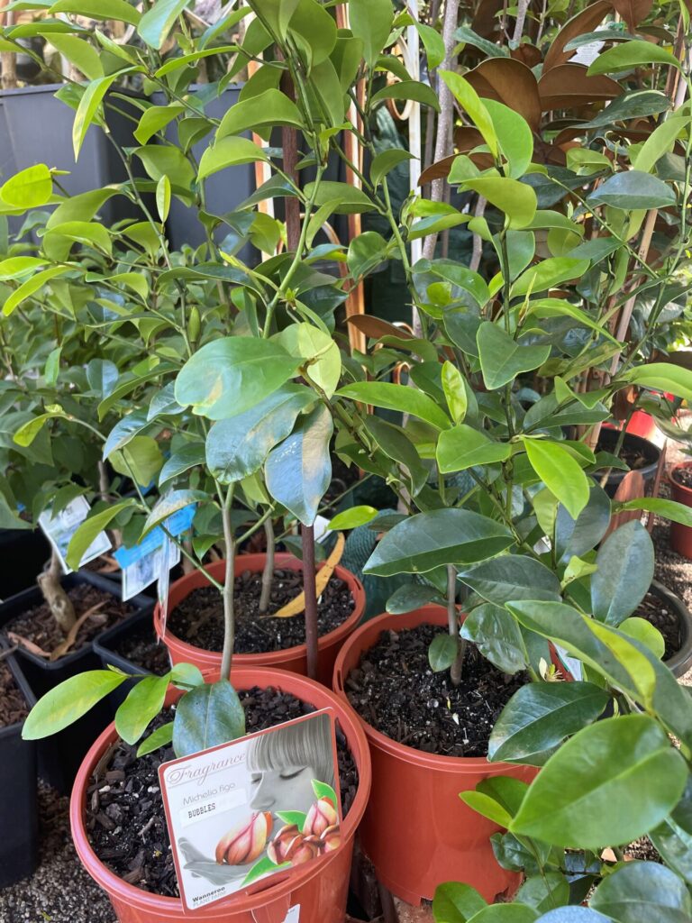 Michelia - Bubbles - Guildford Garden Centre