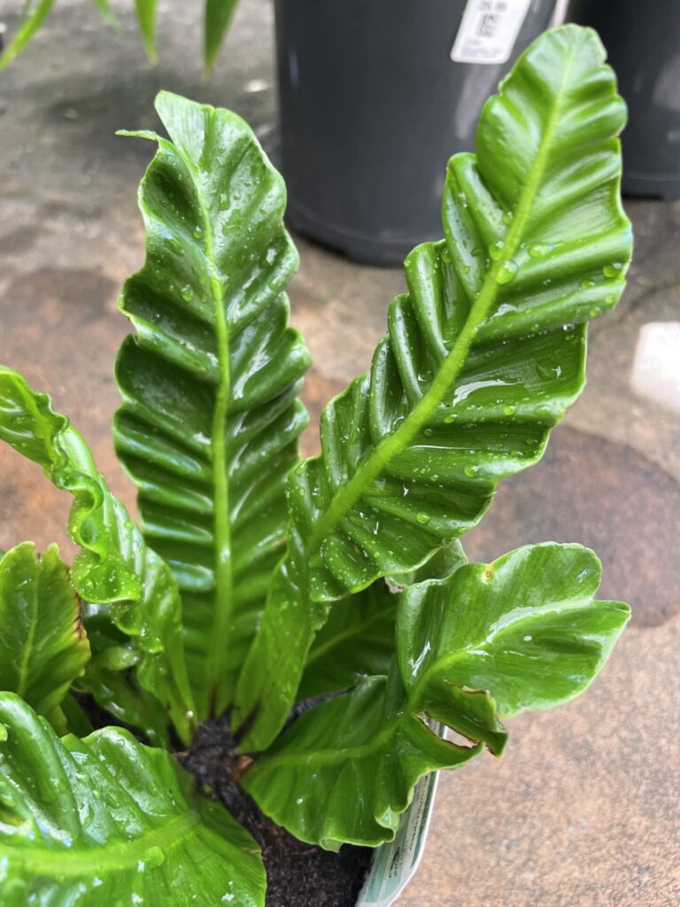 Asplenium - Bird's Nest Fern - Lasagna - Guildford Garden Centre