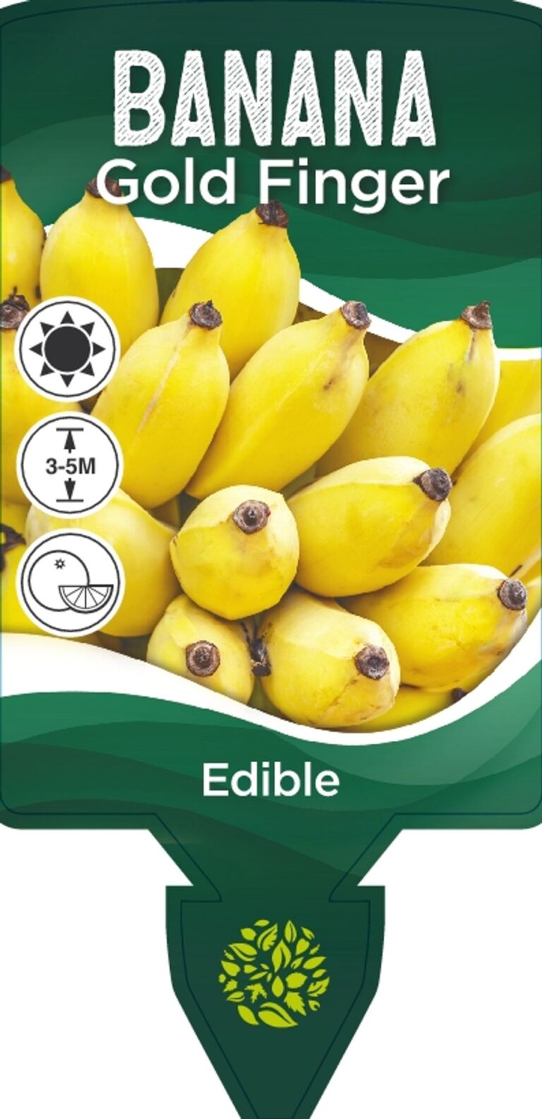 Banana - Gold Finger - Guildford Garden Centre