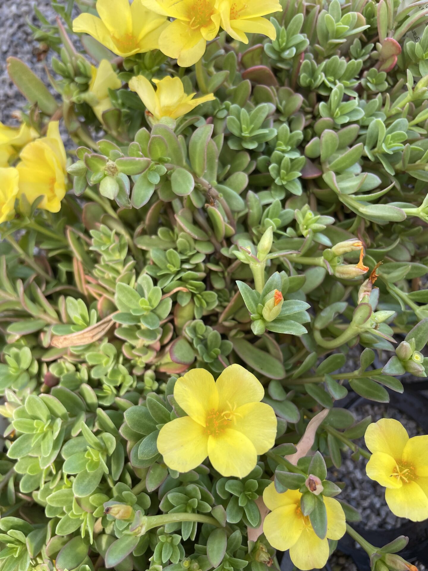 Portulaca - Hot Shots Yellow - Guildford Garden Centre