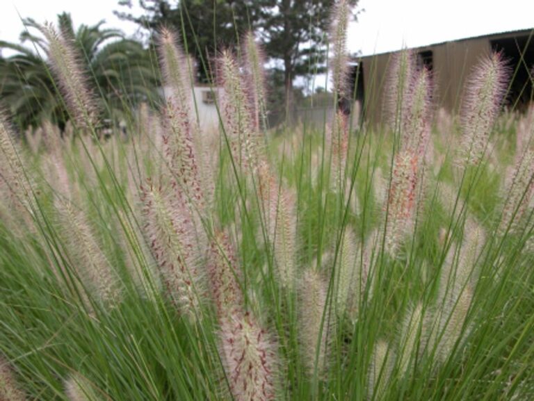Pennisetum - Nafray - Fountain Grass - Guildford Garden Centre