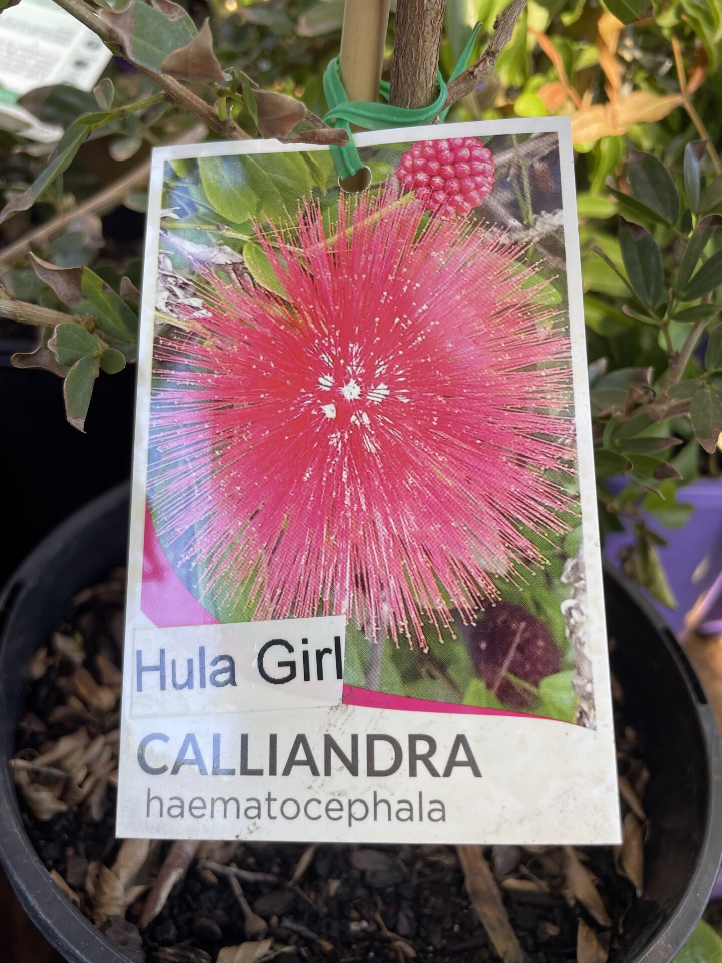 Calliandra - Hula Girl - Guildford Garden Centre