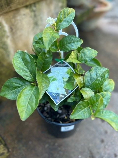 Arabian Jasmine - Duchess - Guildford Garden Centre