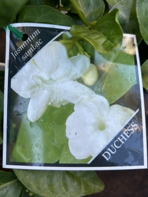 Arabian Jasmine - Duchess - Guildford Garden Centre