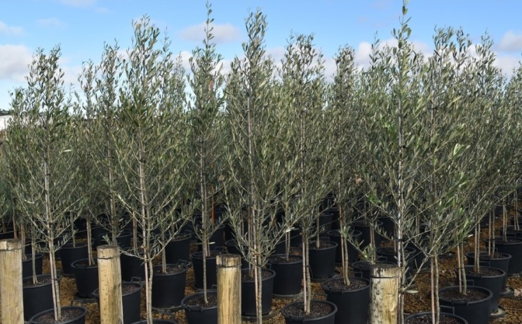 Olive - Californian Queen - Guildford Garden Centre