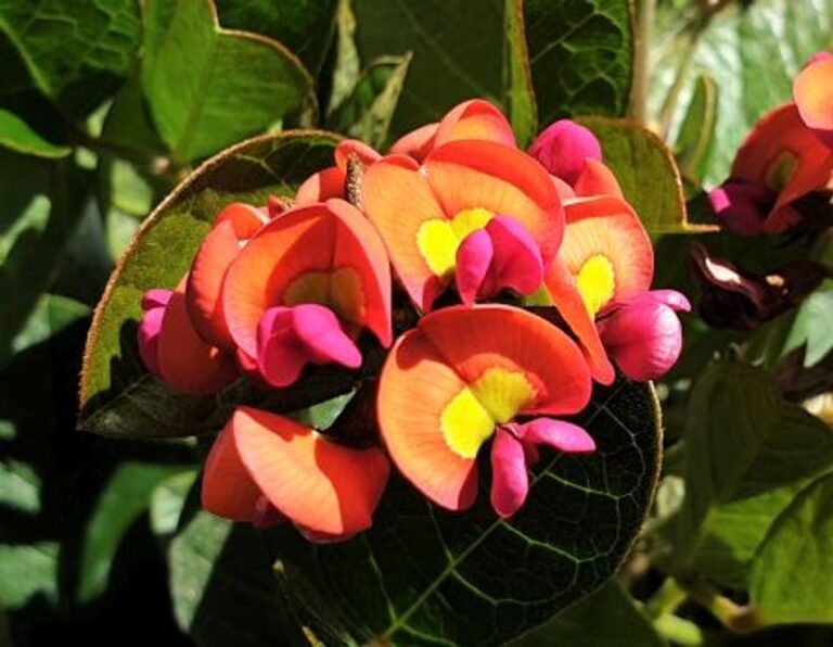 Kennedia - Coral Vine - Guildford Garden Centre