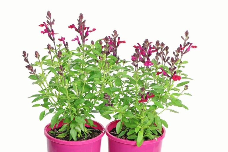 Salvia - Mirage Burgundy - Guildford Garden Centre