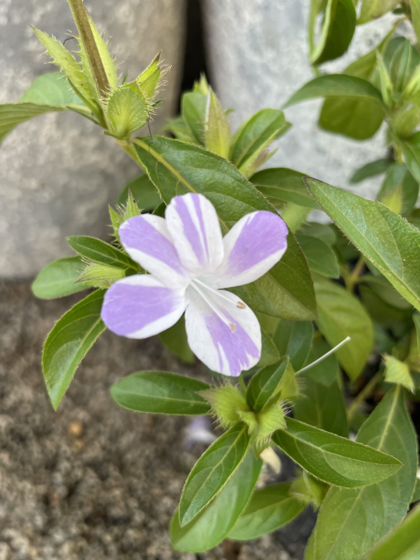 Barleria - Jet Streak - Guildford Garden Centre