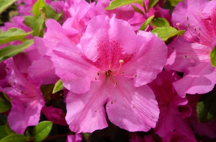 Azalea - Encore Autumn Royalty - Guildford Garden Centre