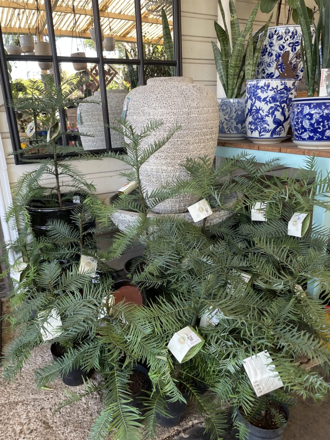 Wollemi Pine - Guildford Garden Centre